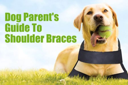 Dog Parent's Guide To Shoulder Braces - WorldBrace